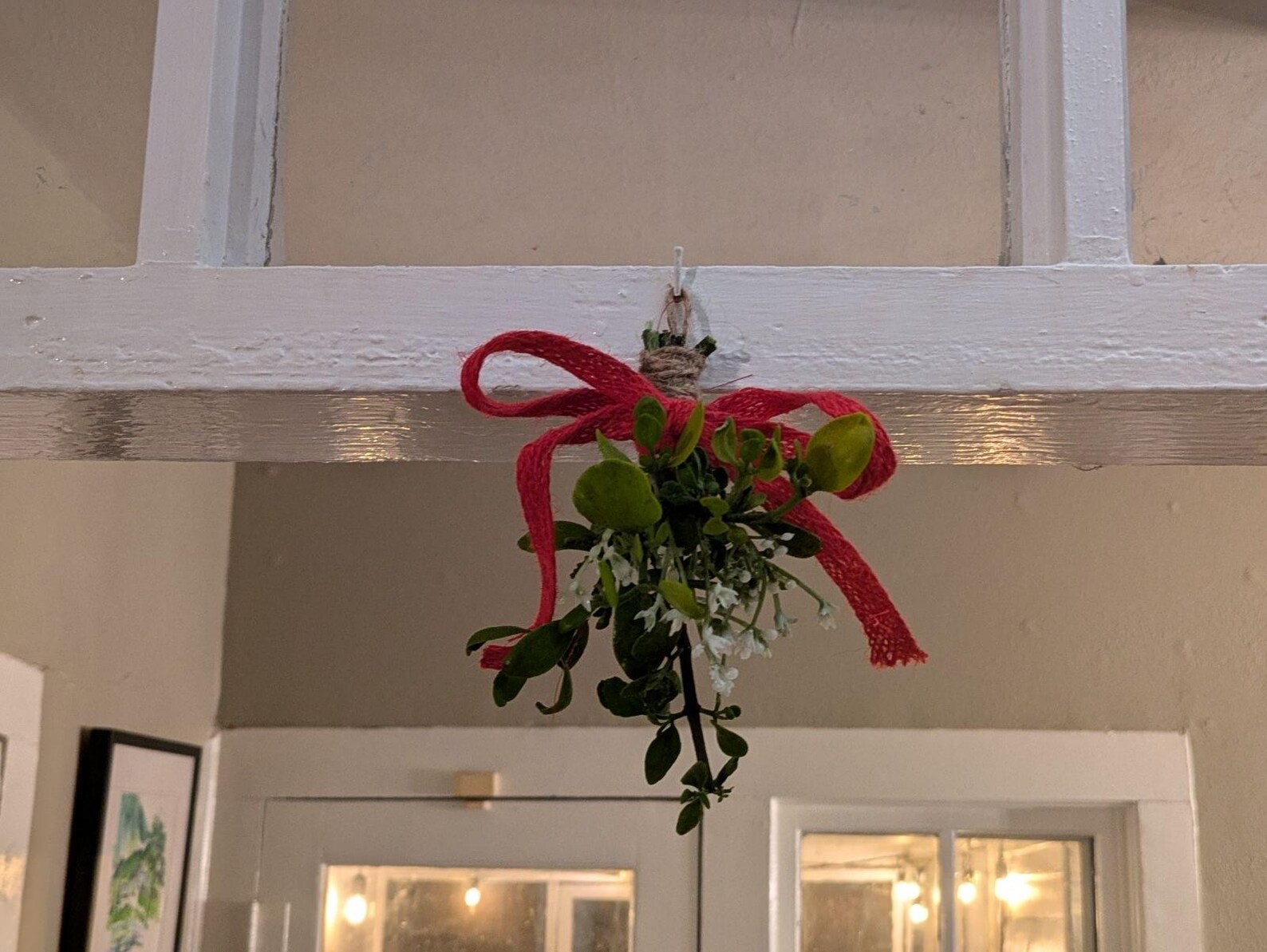 Harvested Mistletoe Bundled With Red Ribbon and Artificial Gypso Stem ...
