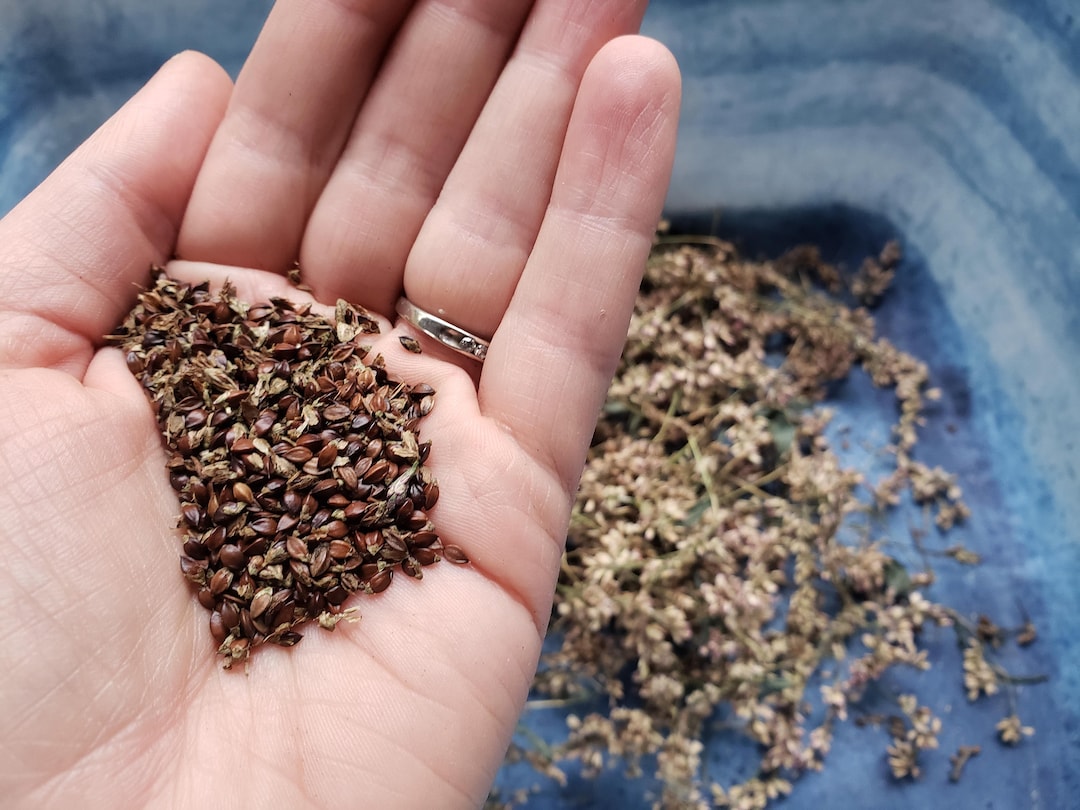 Japanese Indigo Seeds, Persicaria Tinctoria - 250 Seeds, Harvested for ...