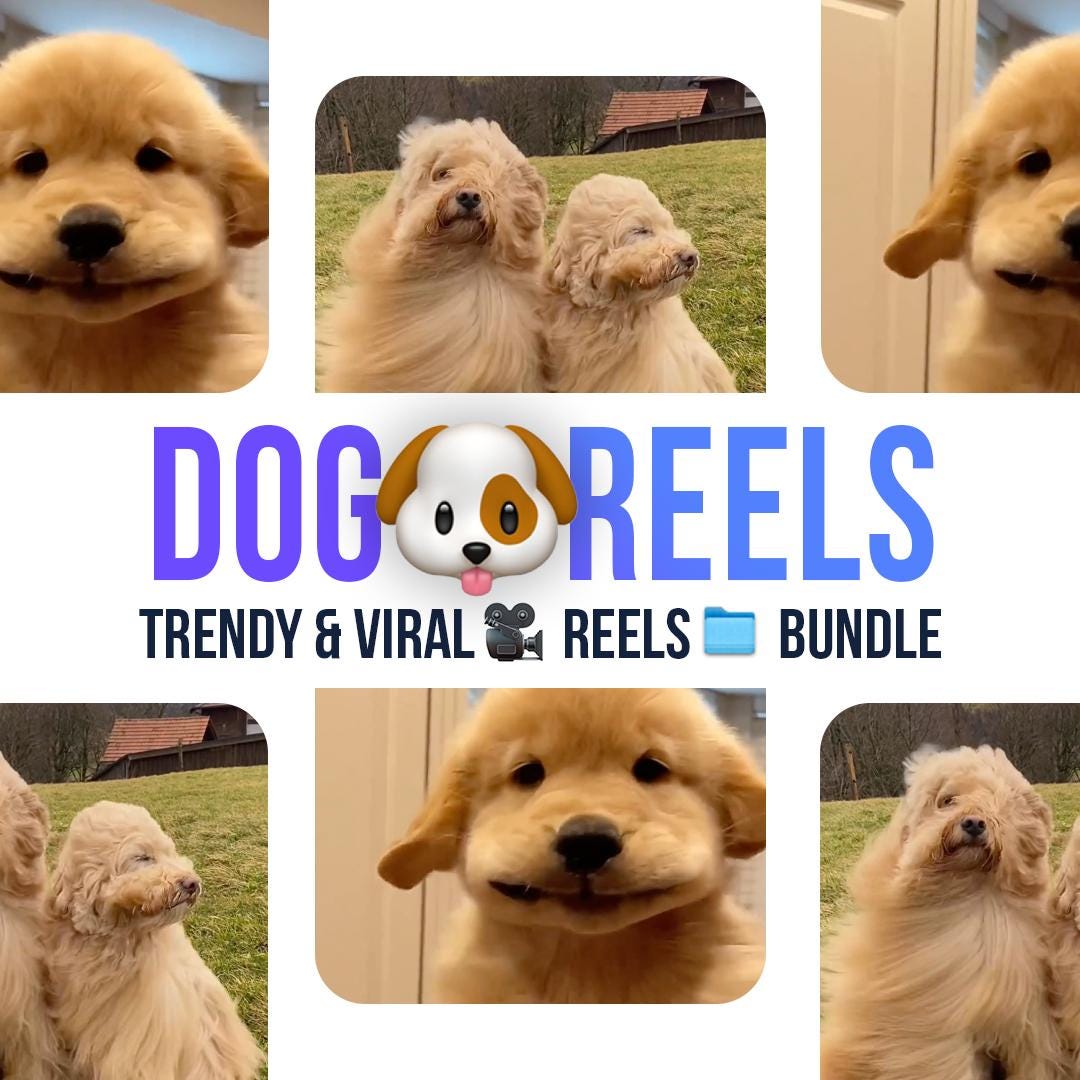 750+ Dogs Video Reels Download Instant | Dogs Reels for Instagram ...