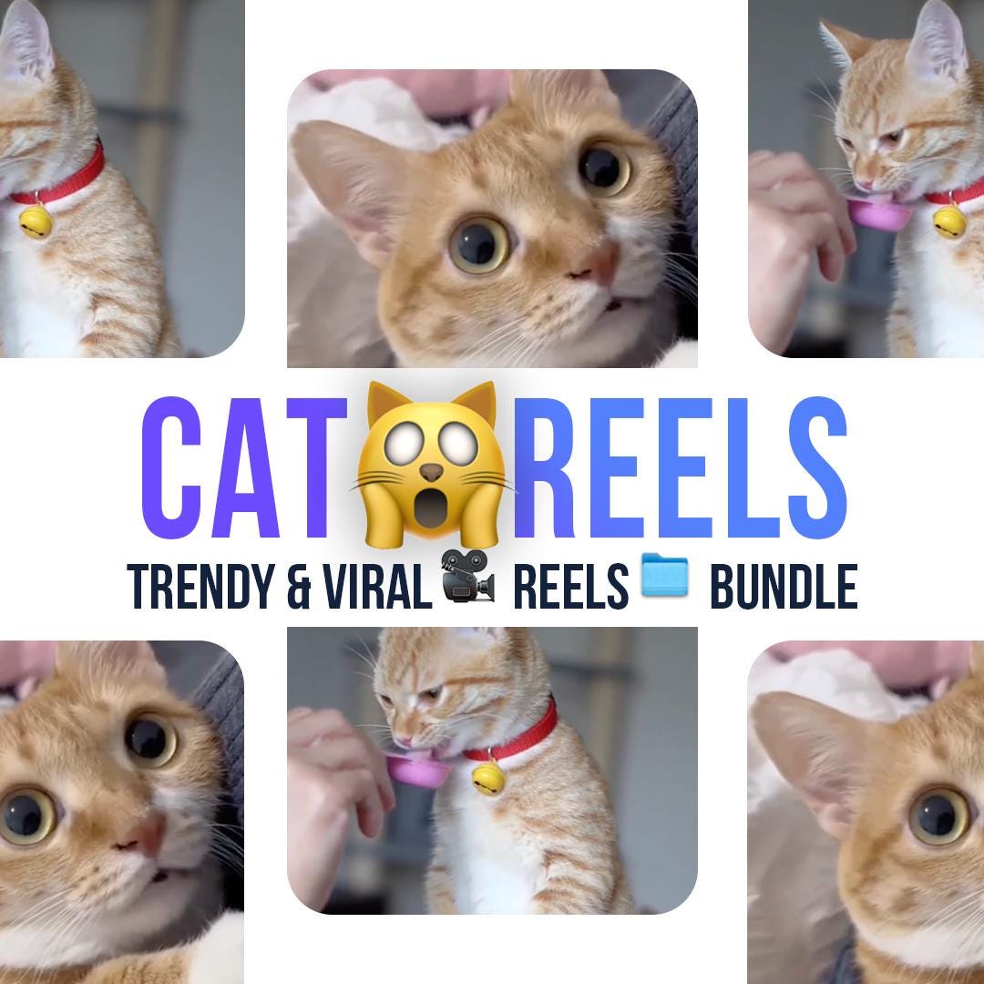 420+ Cats Video Reels Download Instant | Cats Reels for Instagram ...