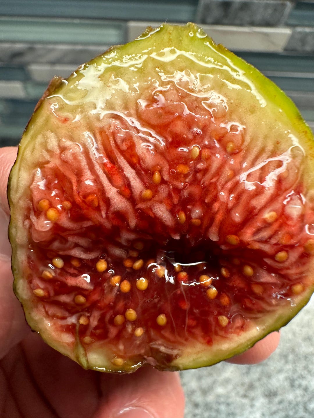 Smith Premium Fig Cutting - Etsy