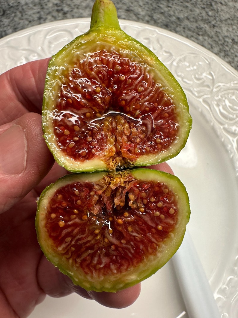 Strawberry Crunch Premium Fig Cutting - Etsy