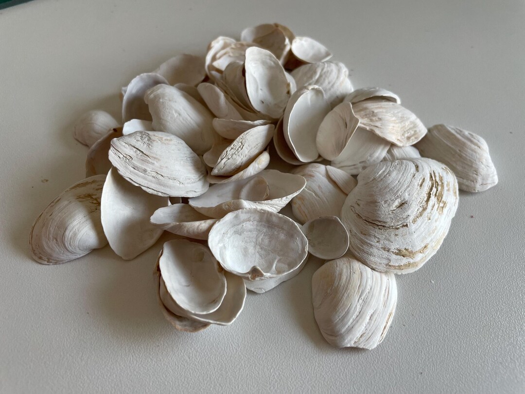 Natural Sea Shells, Baltic Sea Shells, White Shells for Crafts, Kraft ...