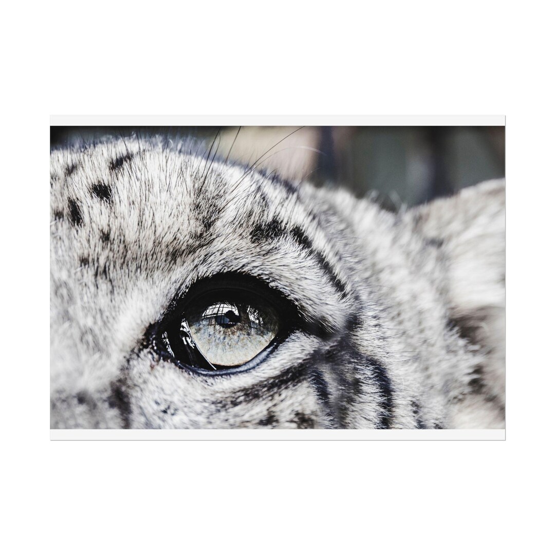 Snow Leopard Macro Photograph Print, Wildlife Art, Animal Lover Gift ...