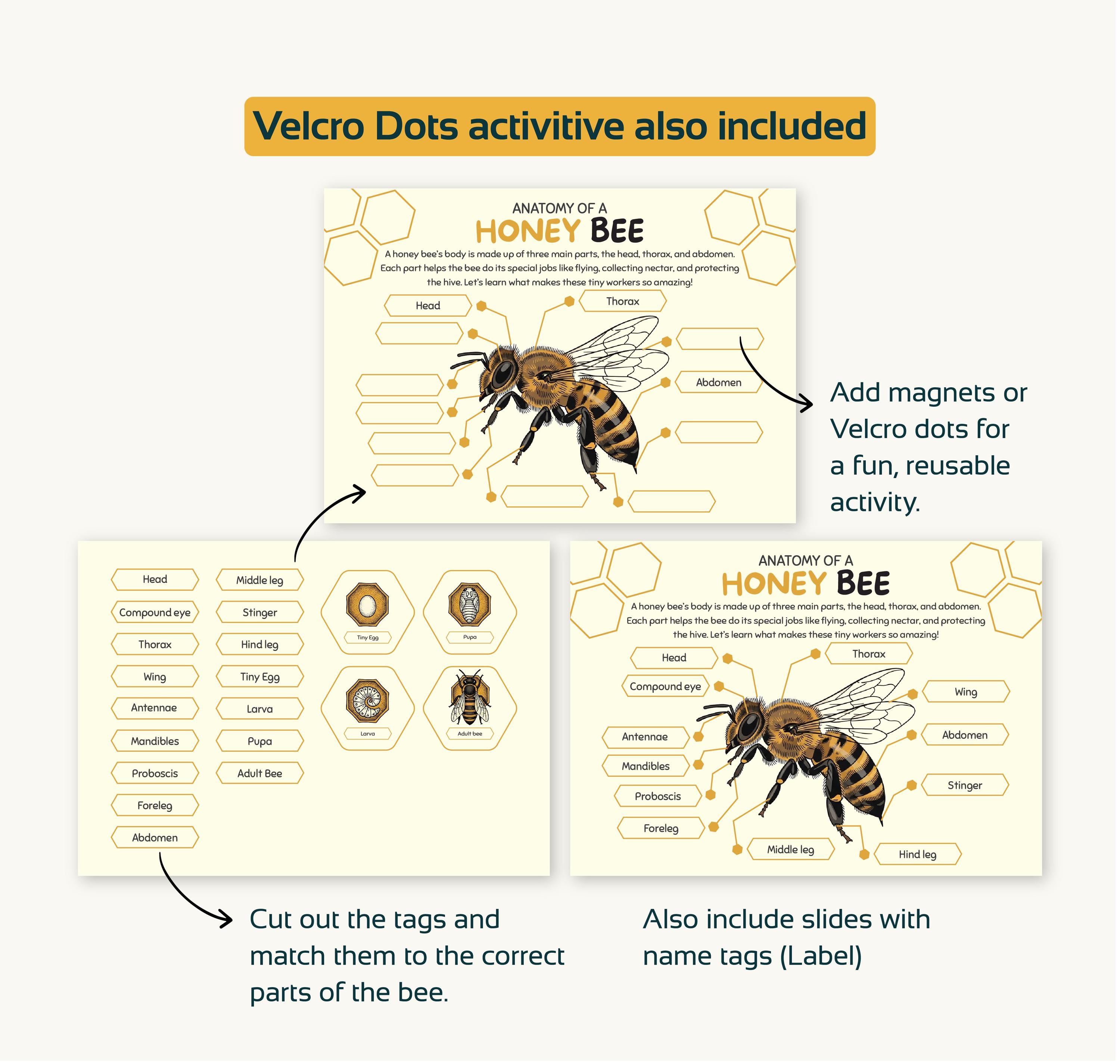 Honey Bee Unit Study: Life Cycle, Anatomy, Spinner Game (PDF Download ...