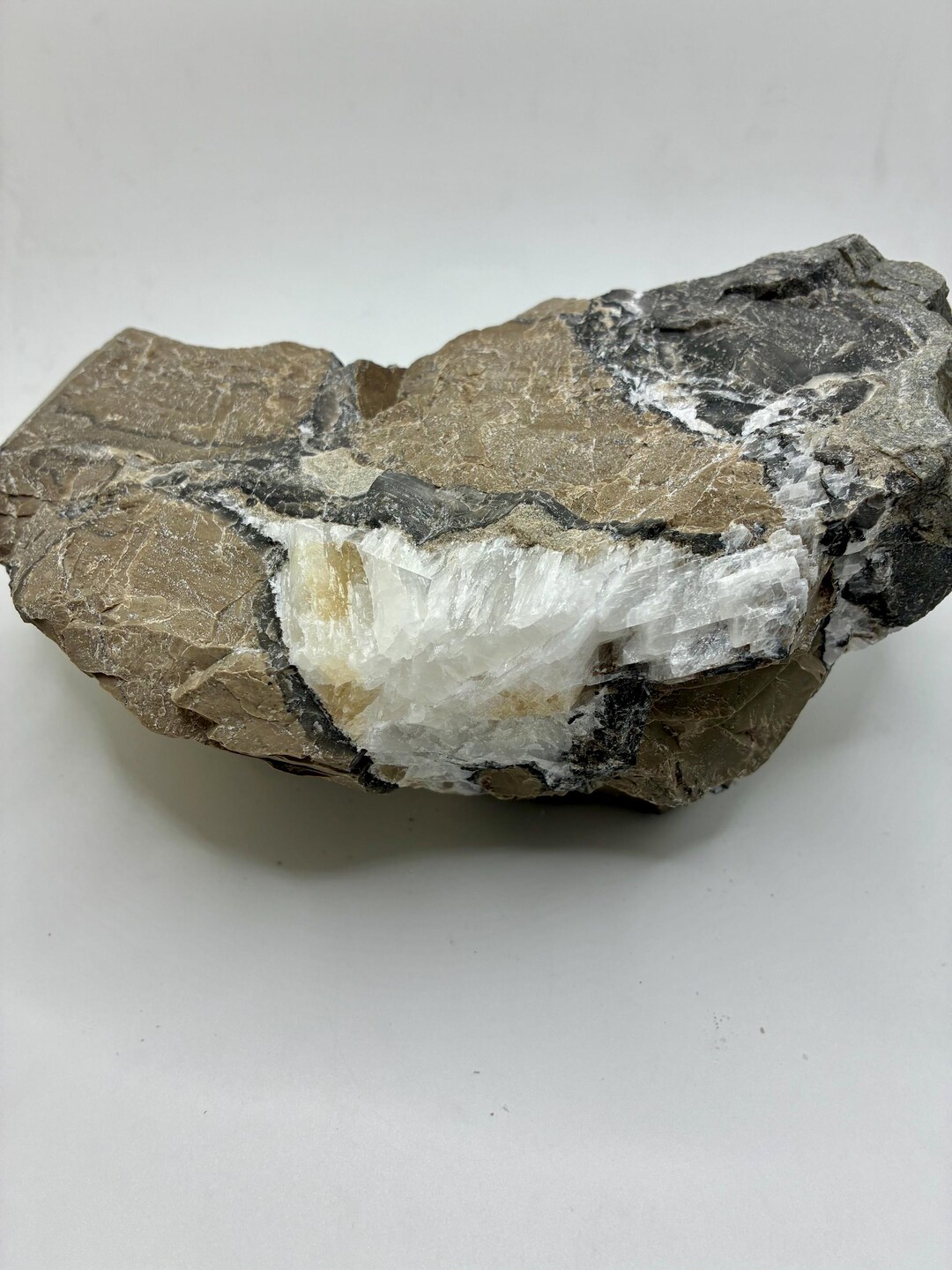 Fossilized Coral Calcified Rock, Home and Garden Decor (4x8-9 Inches ...