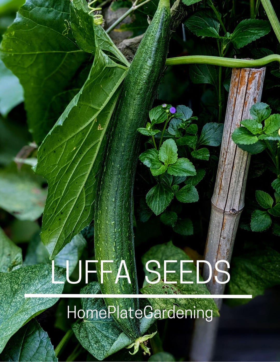 Luffa Seeds/ Loofah Seeds - 20 Seeds - Etsy