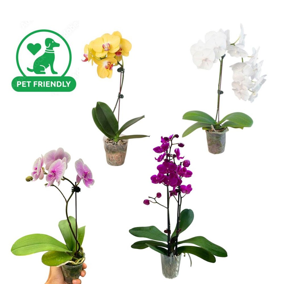 Live Orchid 'phalaenopsis' Yellow White Purple Pink 3/4/5 Inch Pot ...