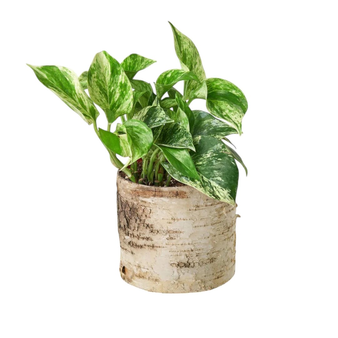 Birch Pot Ceramic Planter Vintage Natural Pottery Gift for Her Gift for ...