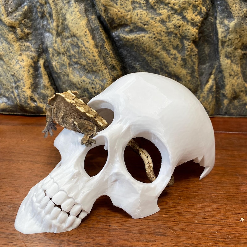 Skull Hide Geckos - Etsy