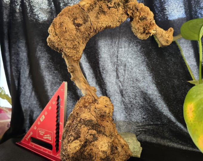 Manzanita Root Burl | Wood Burl Slices | Whole Fire Kiln Manzanita ...