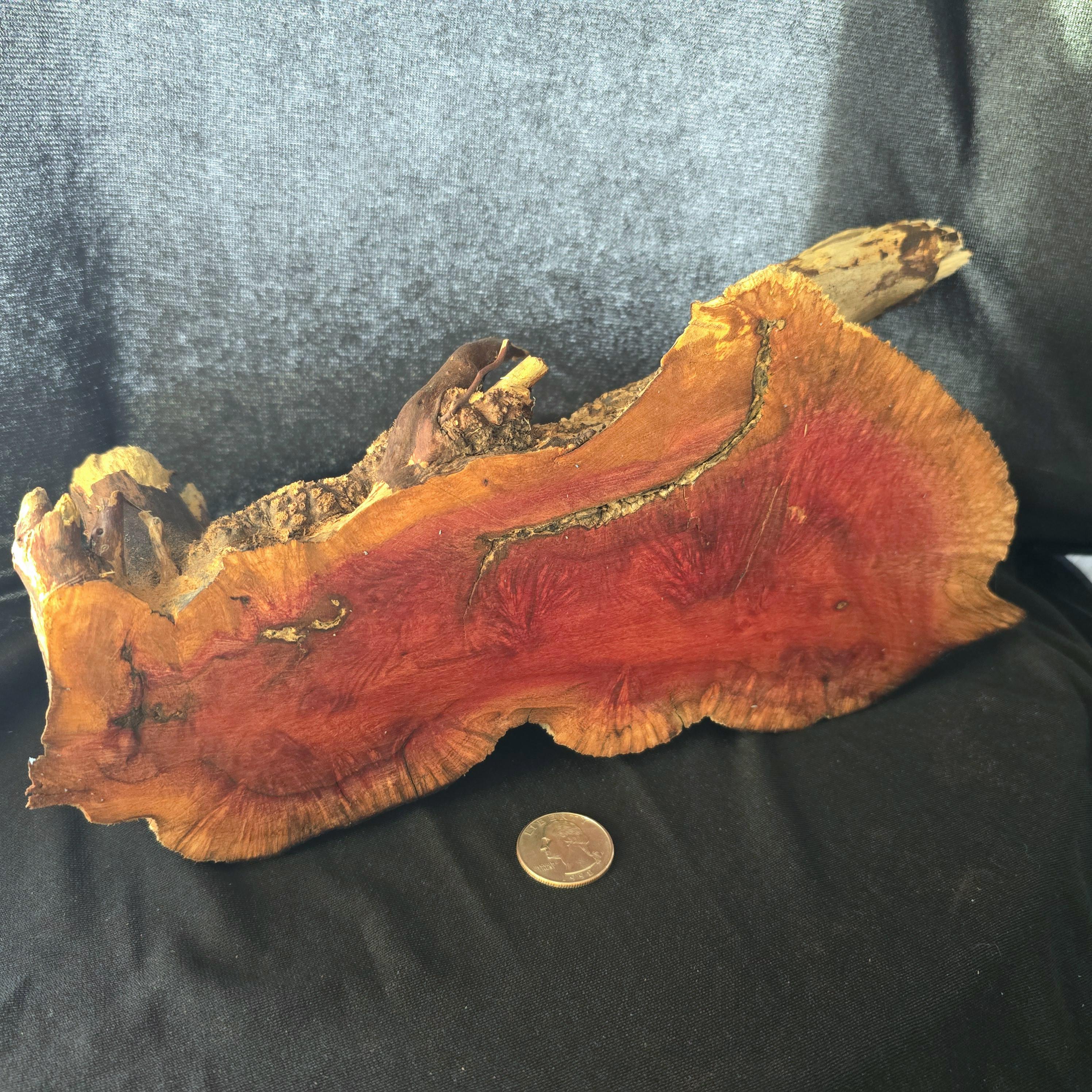 Manzanita Burl Slab | Wood Burl Slices | Whole Fire Kiln Manzanita ...