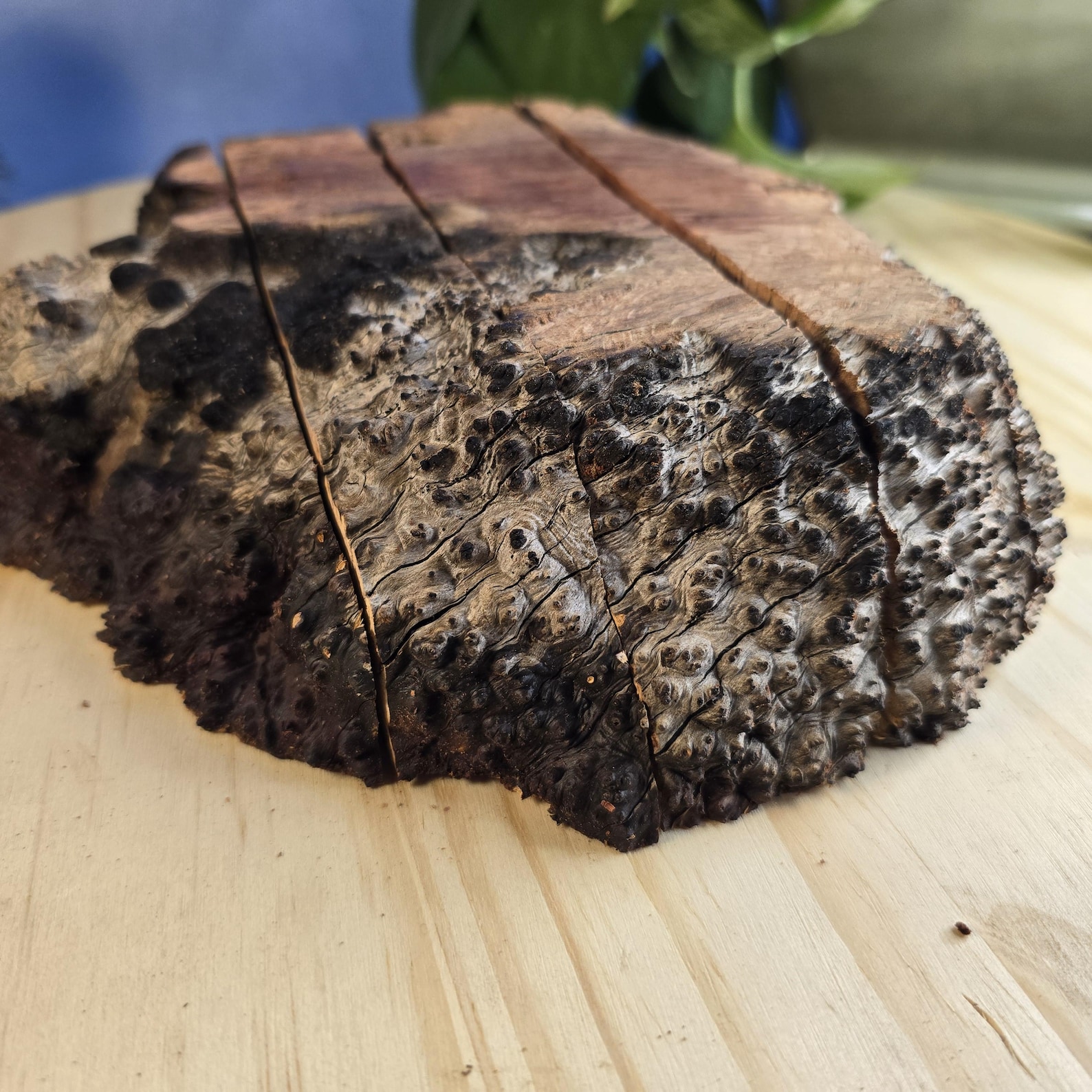 Manzanita Hobby Wood Slabs| Wood Burl Slices | Whole Fire Kiln ...