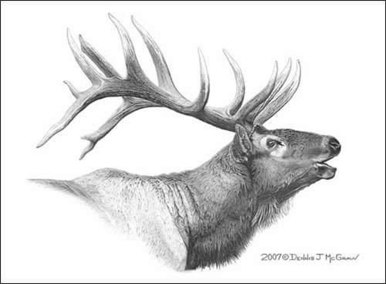 Bugling Elk Pencil Drawing/print - Etsy