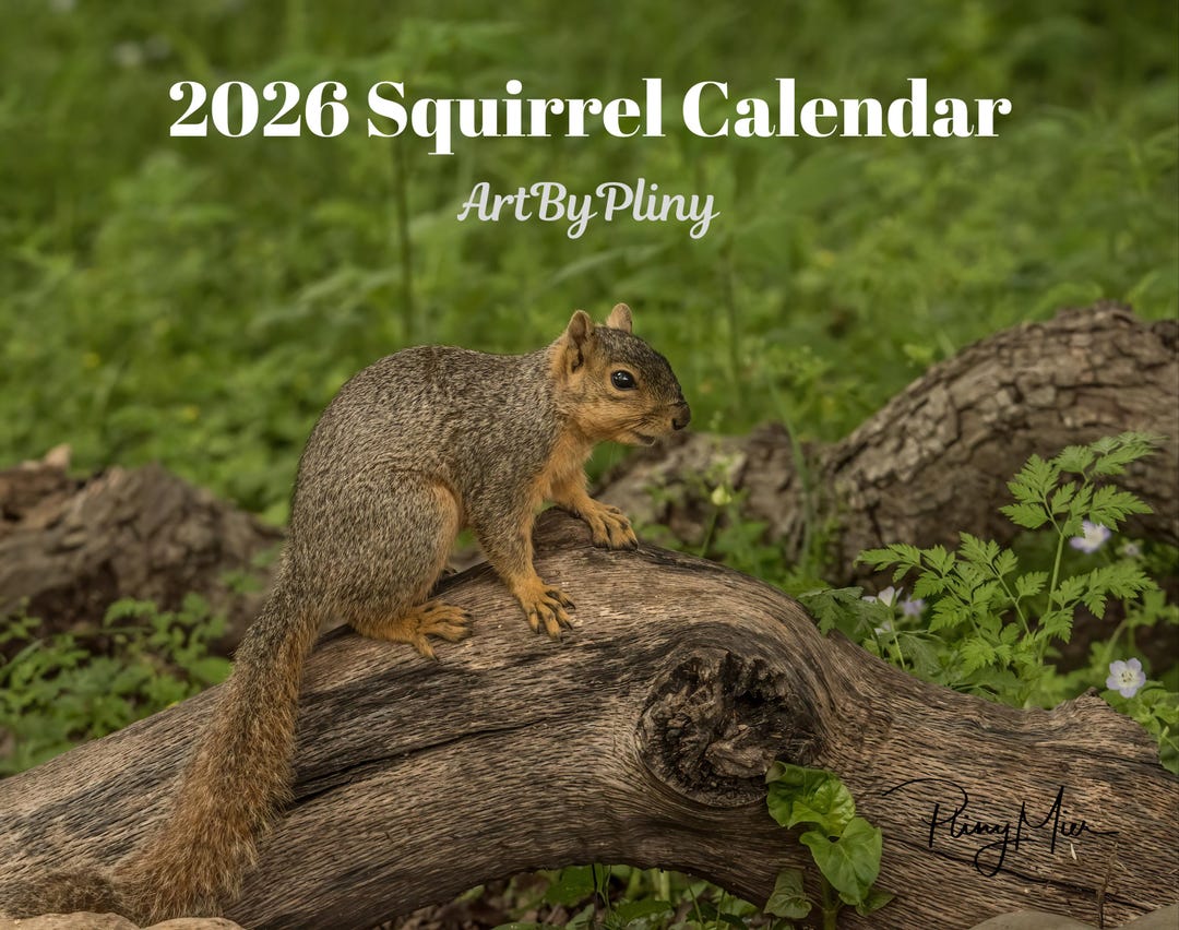 Wildlife Photo Calendar 2026 - Squirrel Photography Wall Calendar - Etsy