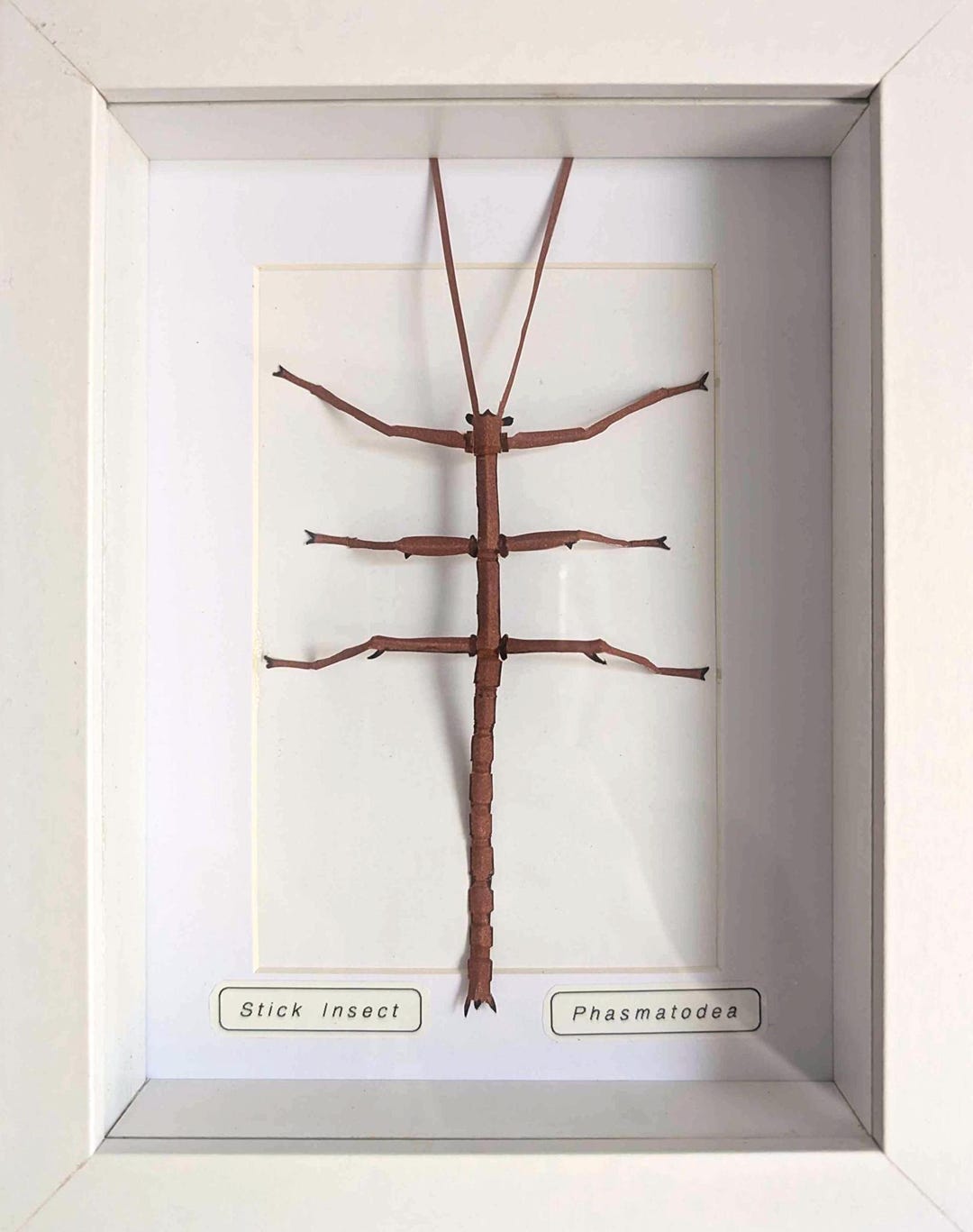 Handmade Paper Stick Insect - Faux Taxidermy Wall Art - Etsy