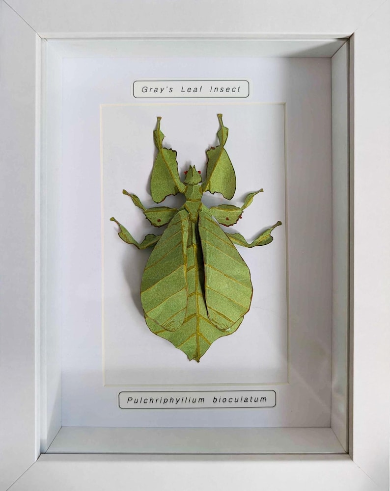 Framed Faux Leaf Insect - Handmade Taxidermy - Insect Entomology - Wall ...