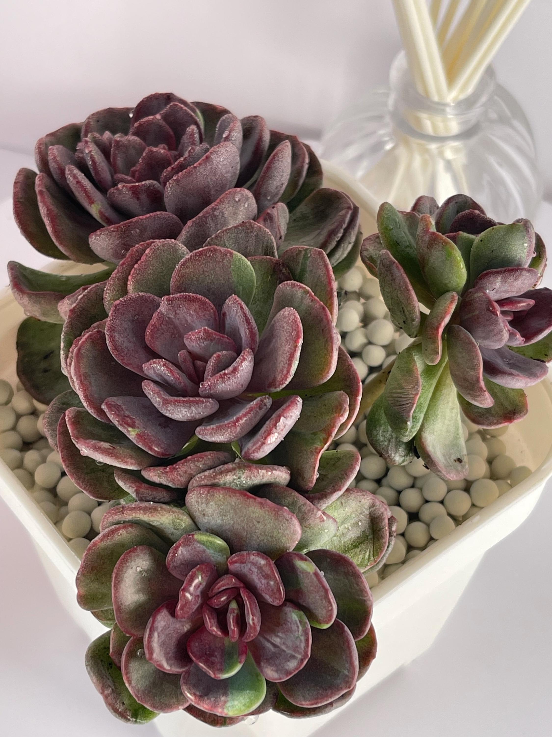 Echeveria Dentra Jam Variegated. Korean Import - Etsy