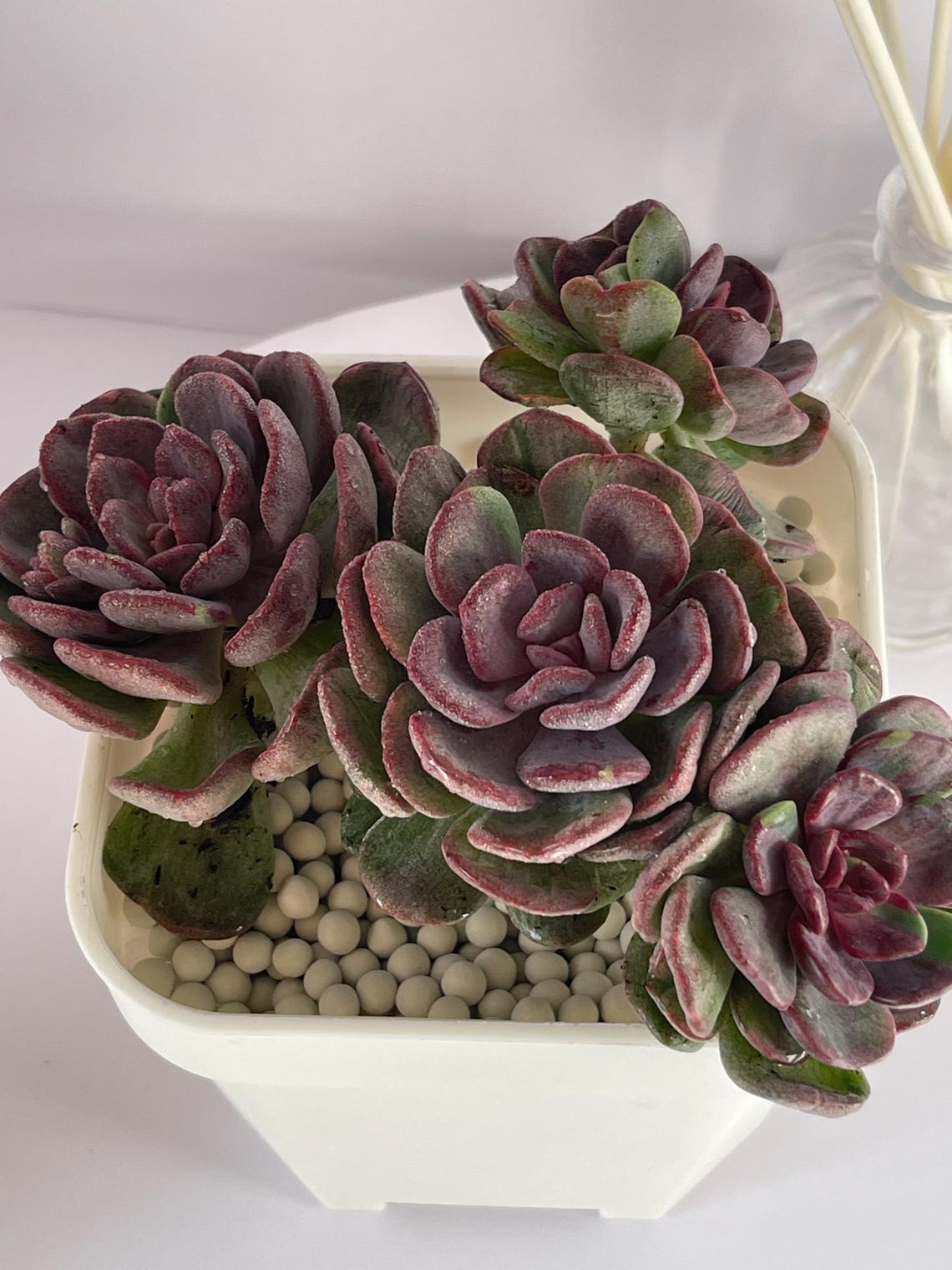 Echeveria Dentra Jam Variegated. Korean Import - Etsy