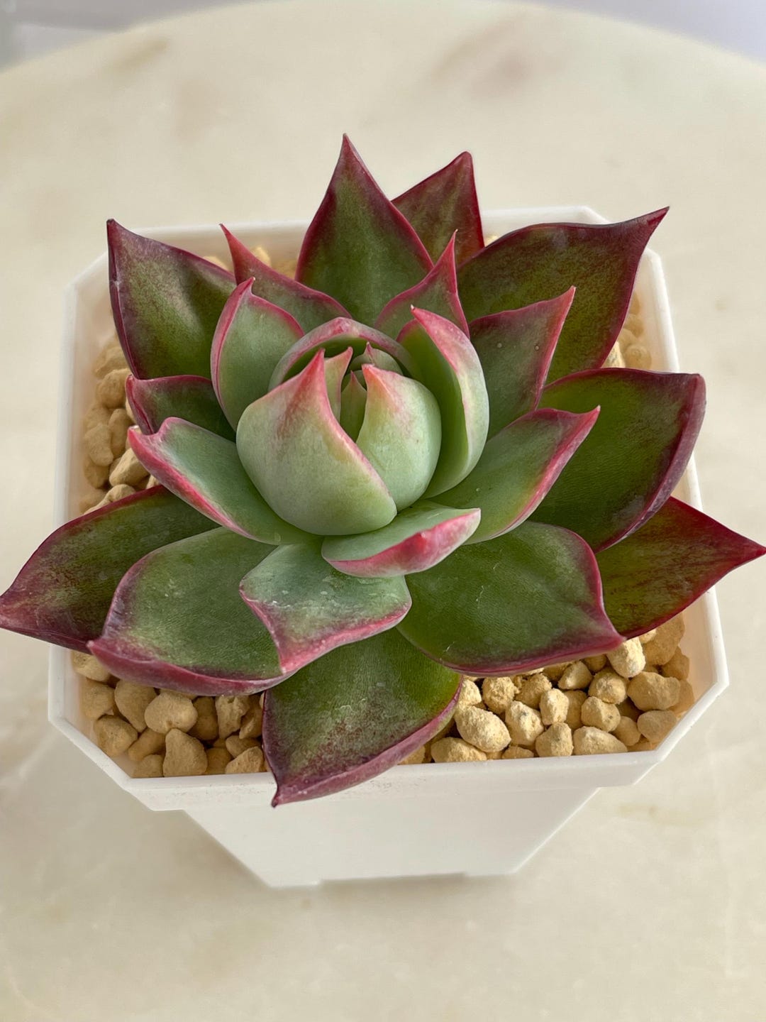 Echeveria Casio Variegated - Etsy