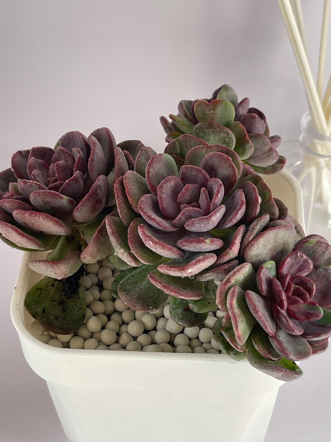 Echeveria Dentra Jam Variegated. Korean Import - Etsy