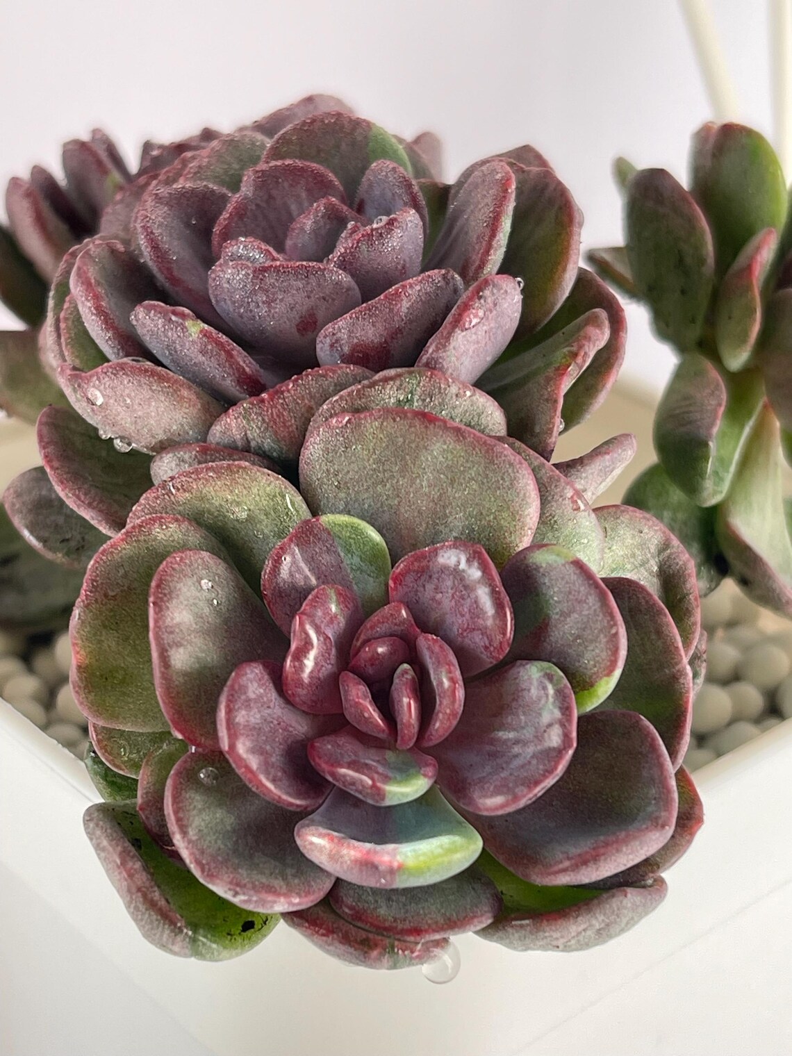 Echeveria Dentra Jam Variegated. Korean Import - Etsy