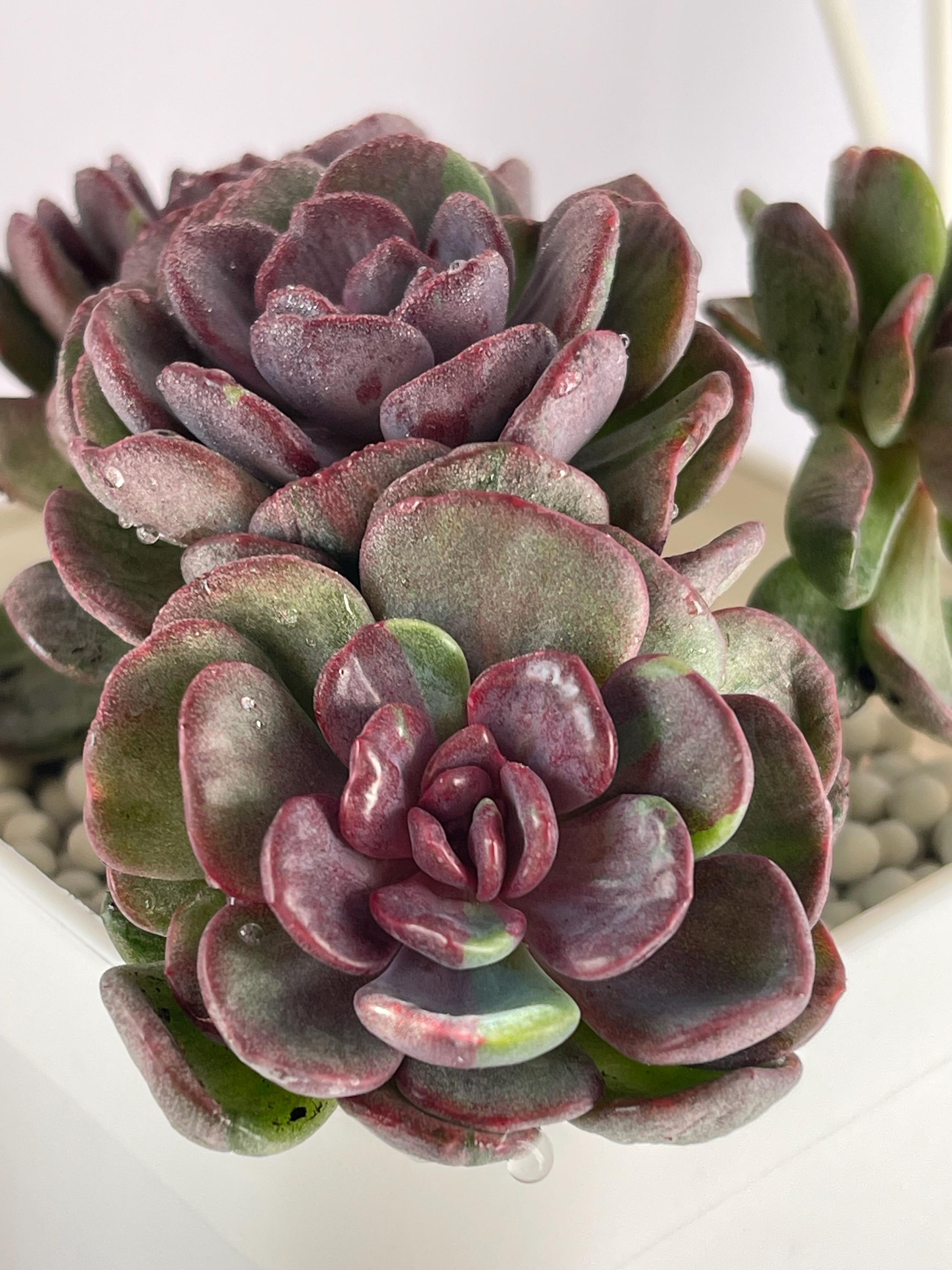 Echeveria Dentra Jam Variegated. Korean Import - Etsy