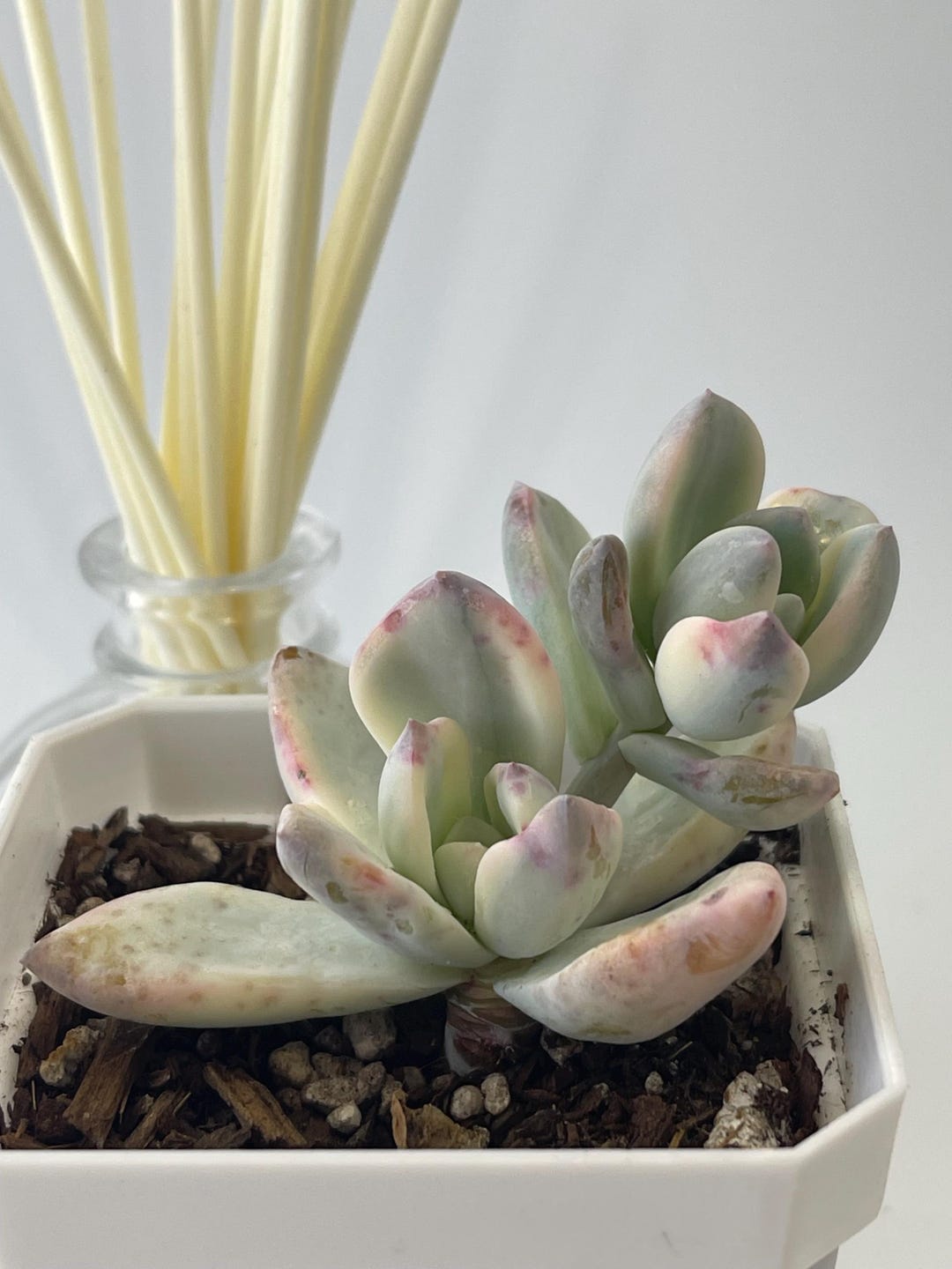 Echeveria Simonoasa Variegated ~double Head~ - Etsy