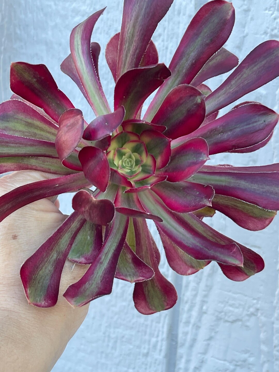 Aeonium Chanel Cutting - Etsy