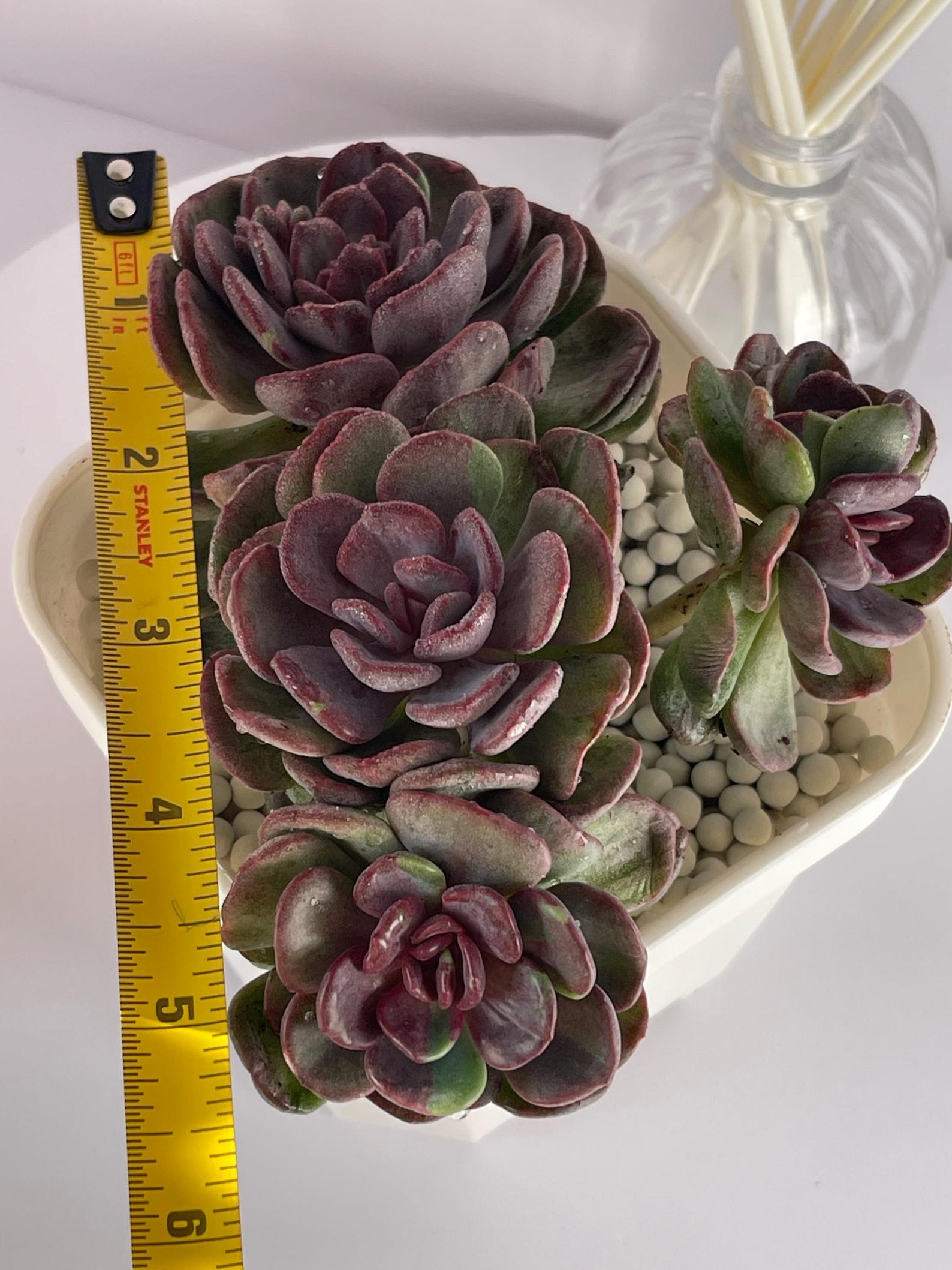 Echeveria Dentra Jam Variegated. Korean Import - Etsy