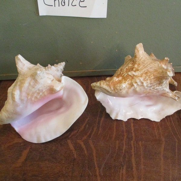 Conch Sea Shell - Etsy