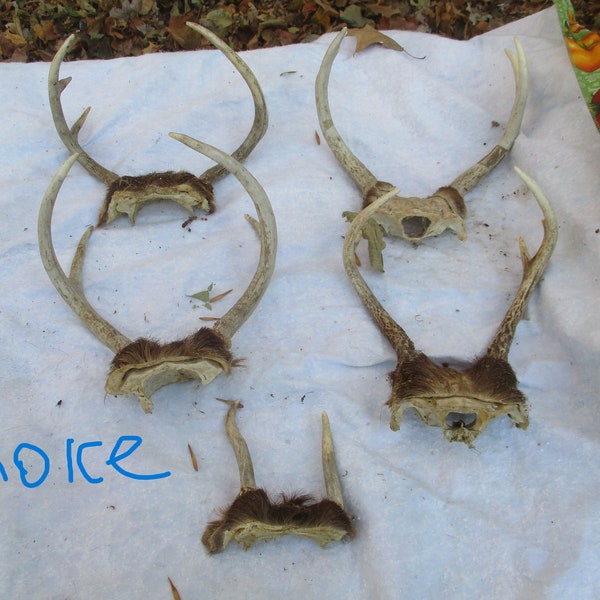 Real Deer Antlers - Etsy