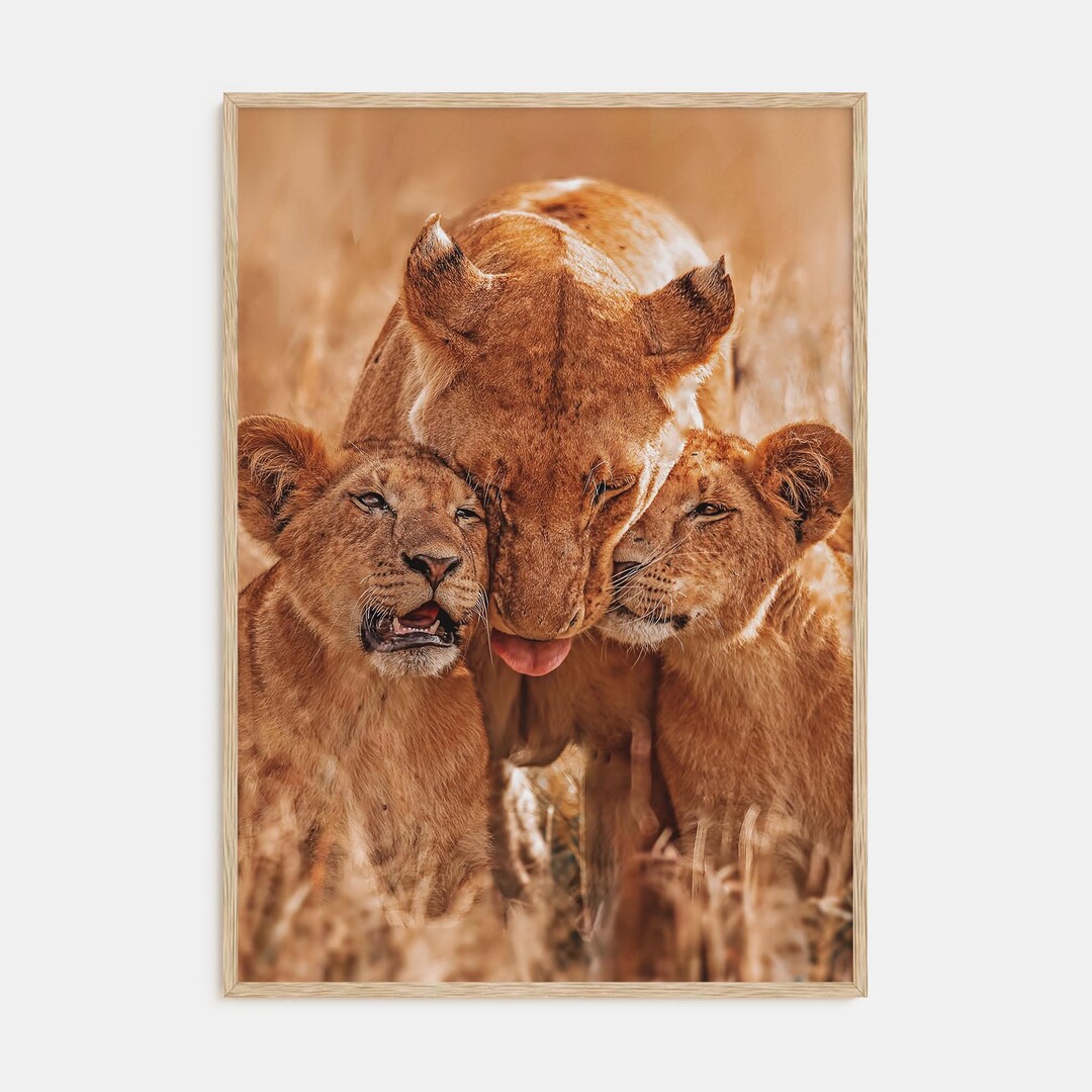Fine Art Lion Print | Stunning Color Photography Poster for Home Decor ...