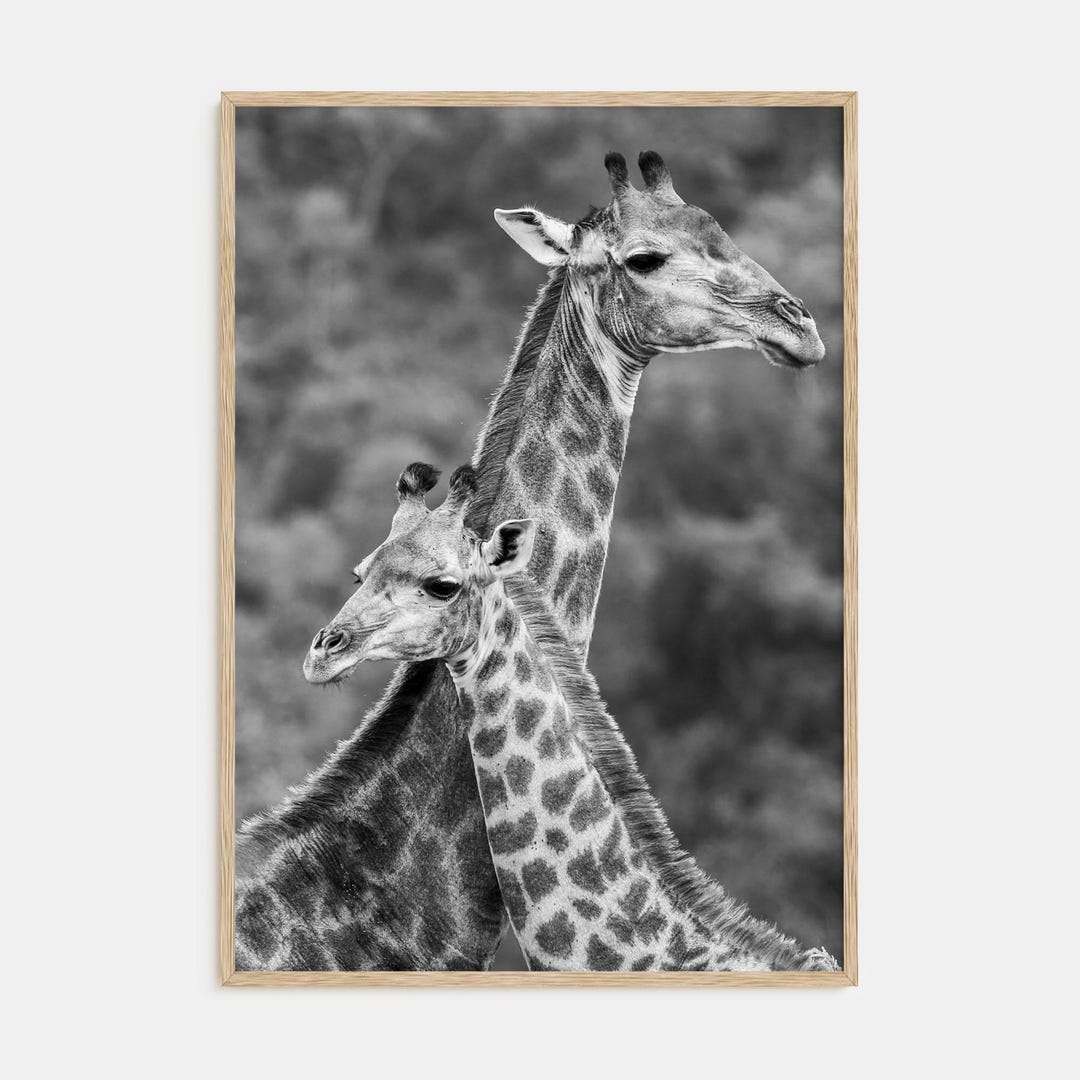 Fine Art Giraffe Print - Black & White Photography Poster, Wall Art ...