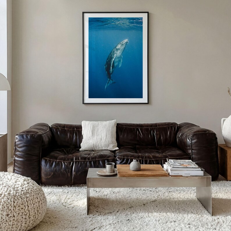 Humpback Whale Fine Art Photo Print, Underwater Calf, Vava'u Tonga ...