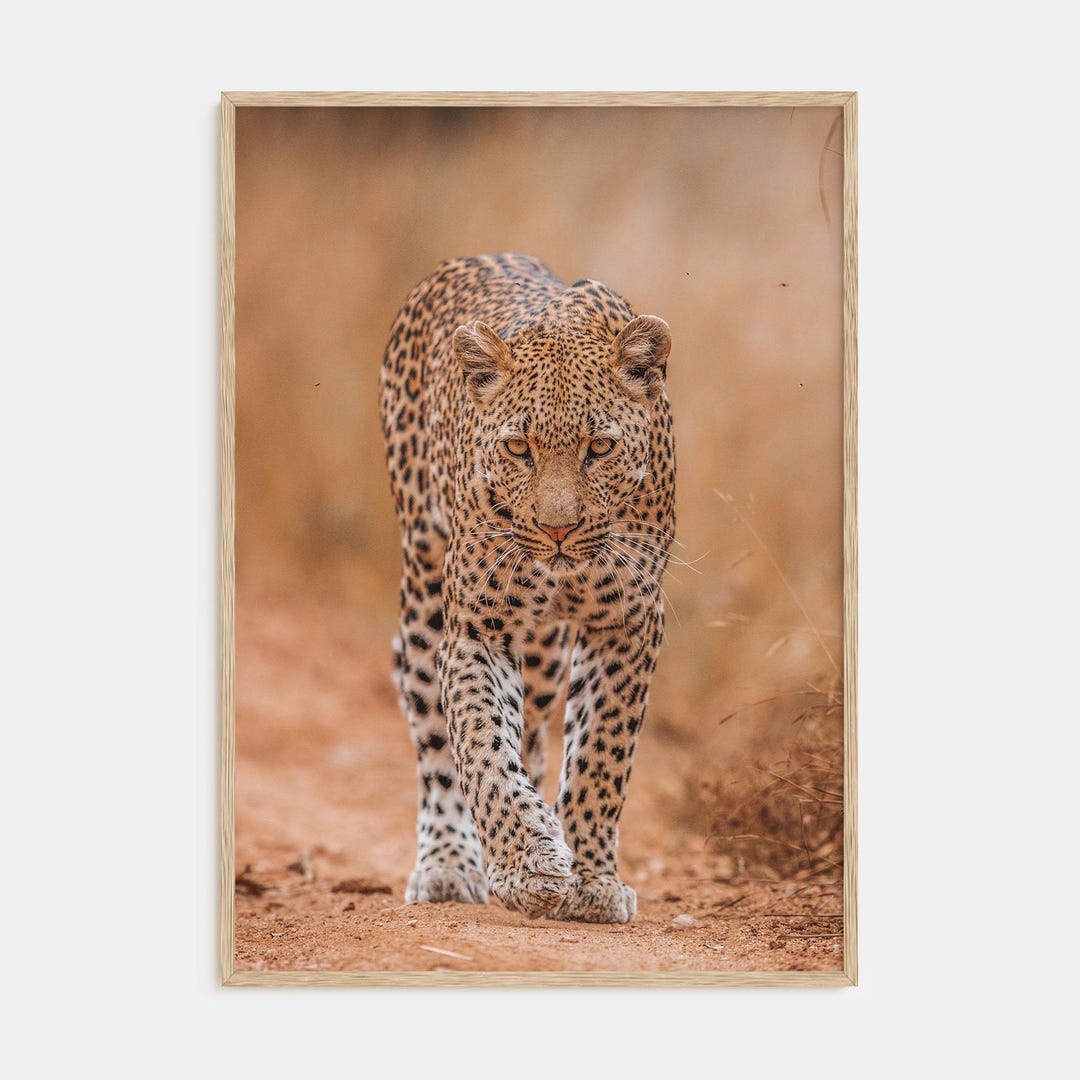 Leopard Print Poster, Fine Art Photography of Colorful Leopard, Wall ...