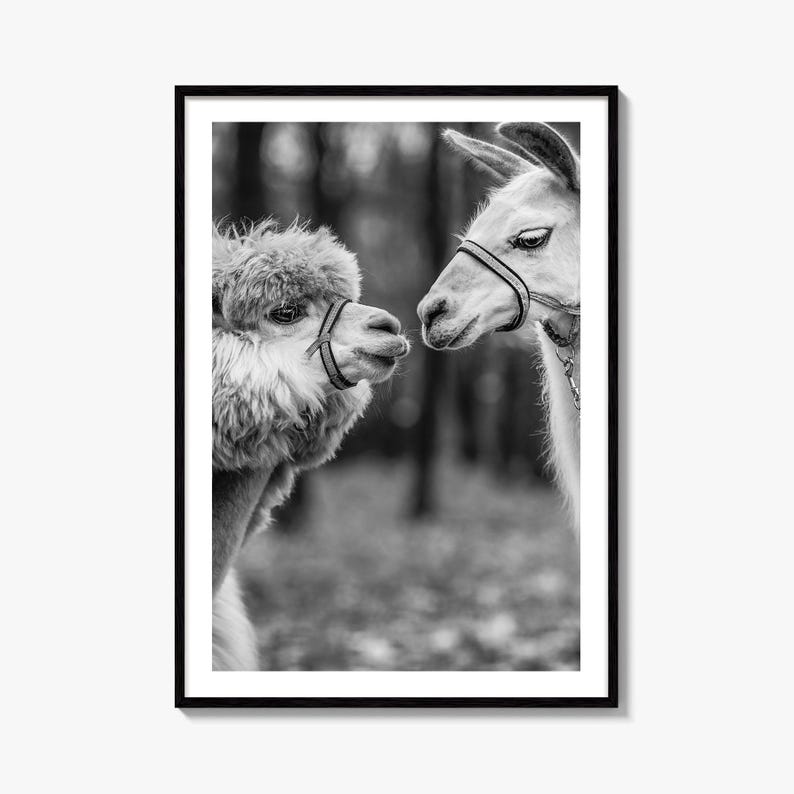 Llama Black and White Fine Art Photo Print, Alpaca Wall Decor, Animal ...
