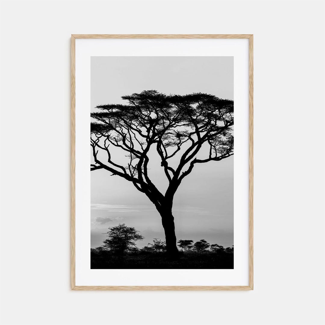 Fine Art Acacia Tree Print Framed Black and White Photography Poster ...