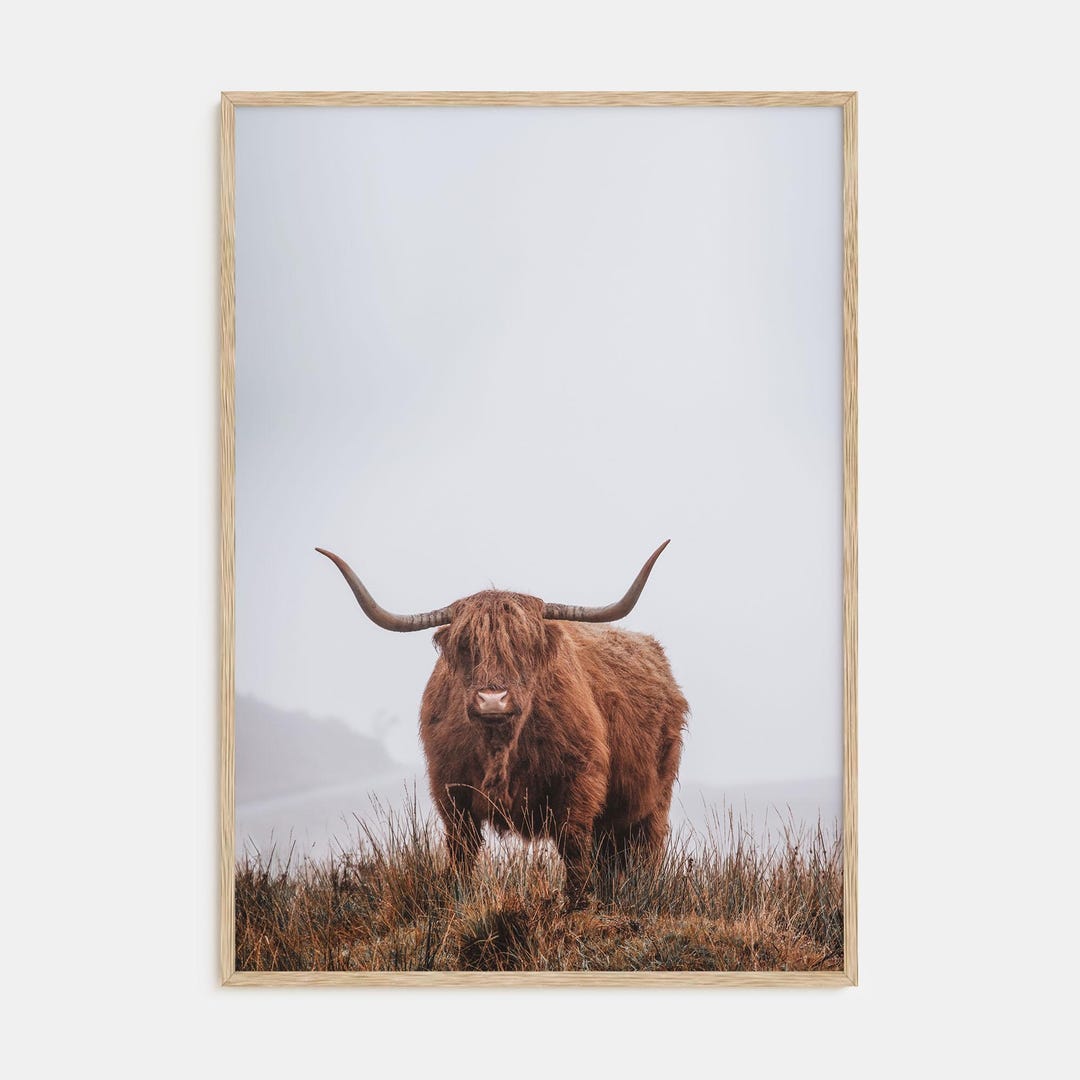 Fine Art Scottish Highlander Print | Color Photography Poster | Nature ...