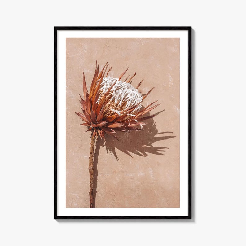 Protea Flower Fine Art Photo Print, Minimalist Botanical Poster, Dried ...