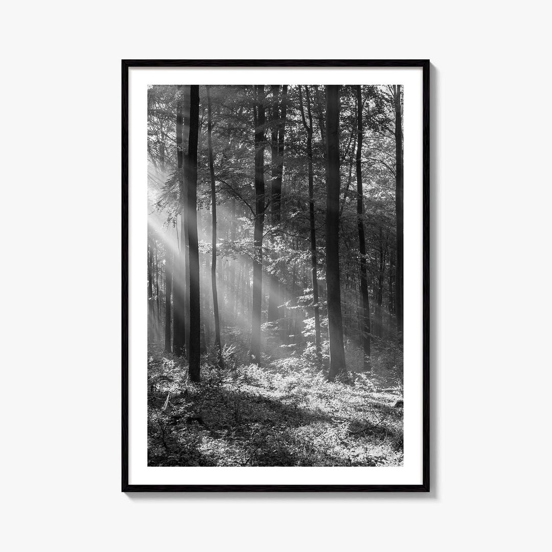 Sunbeams Through Trees Black and White Fine Art Photo Print, Forest ...