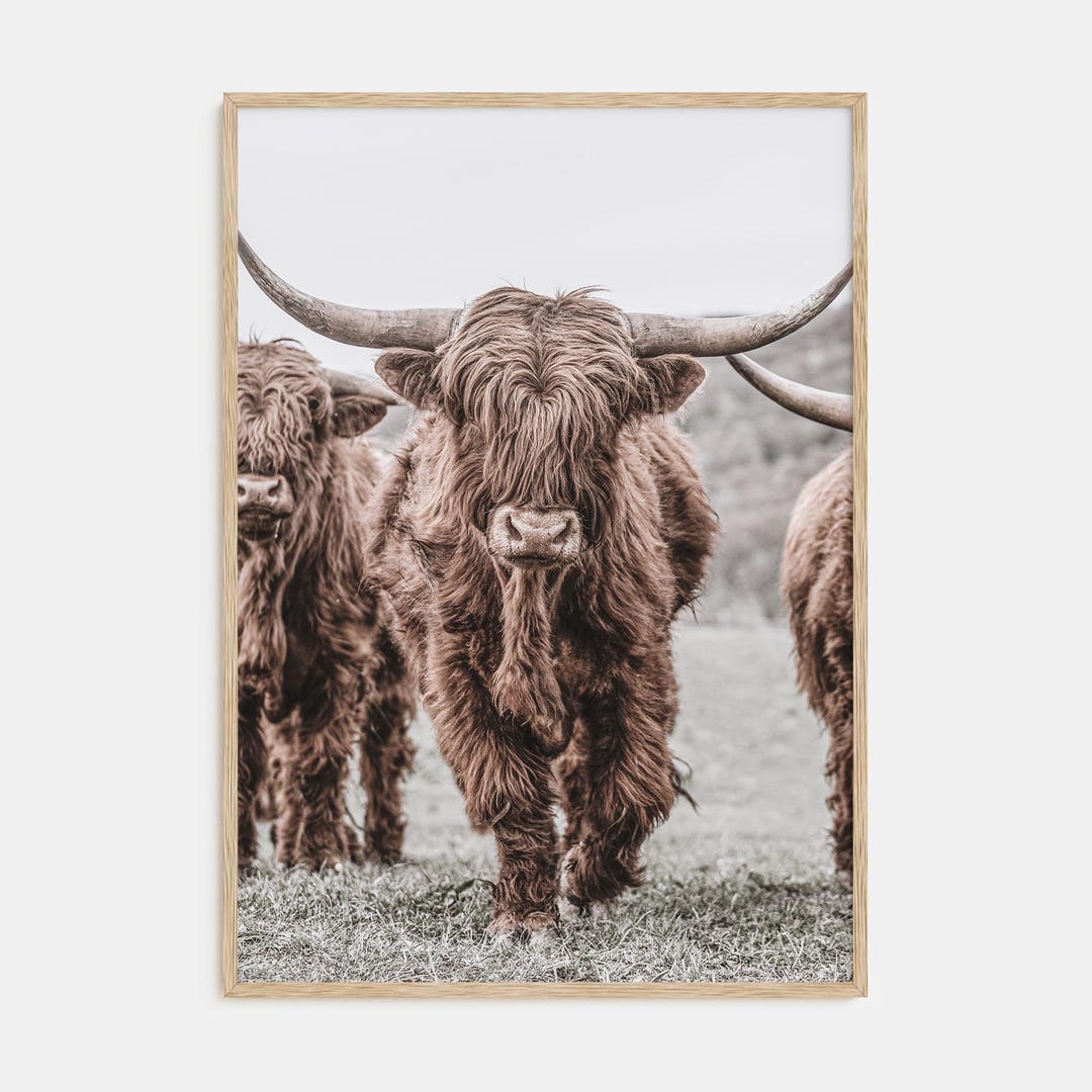Scottish Highlander Print, Fine Art Color Photography Poster, Wall ...