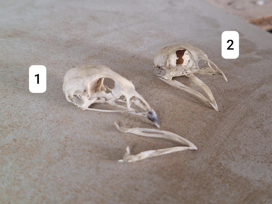Skull Quail Skull Taxidermy Specimen Bone Skeleton - Etsy