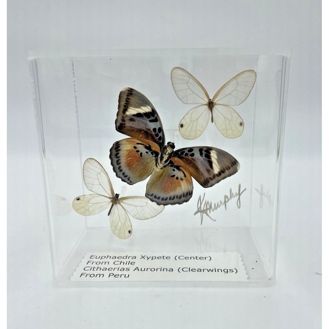 Artist Signed REAL Taxidermy 3 Butterfly Shadowbox Display Acrylic ...