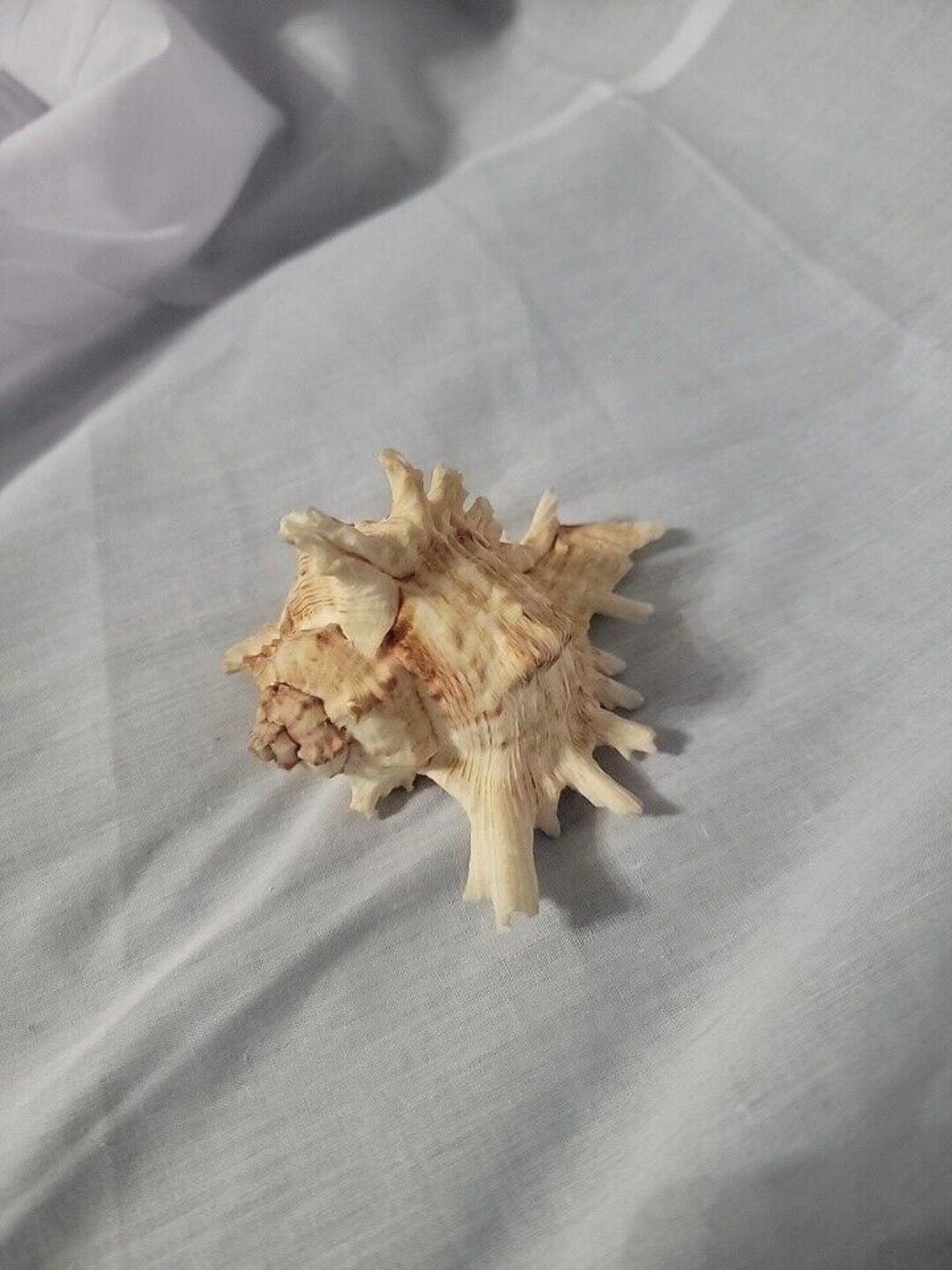 Vintage Horned Conch Seashell Shell Home Decor 4” Gorgeous - Etsy