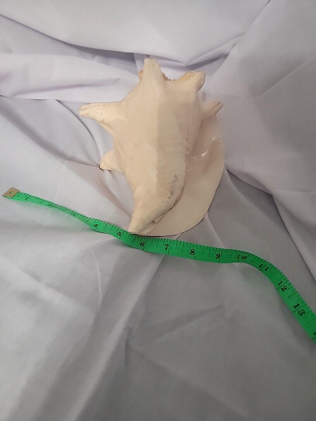 Queen Conch Shell Pink Horned Large Seashell 9” X 7” Nautical Decor - Etsy