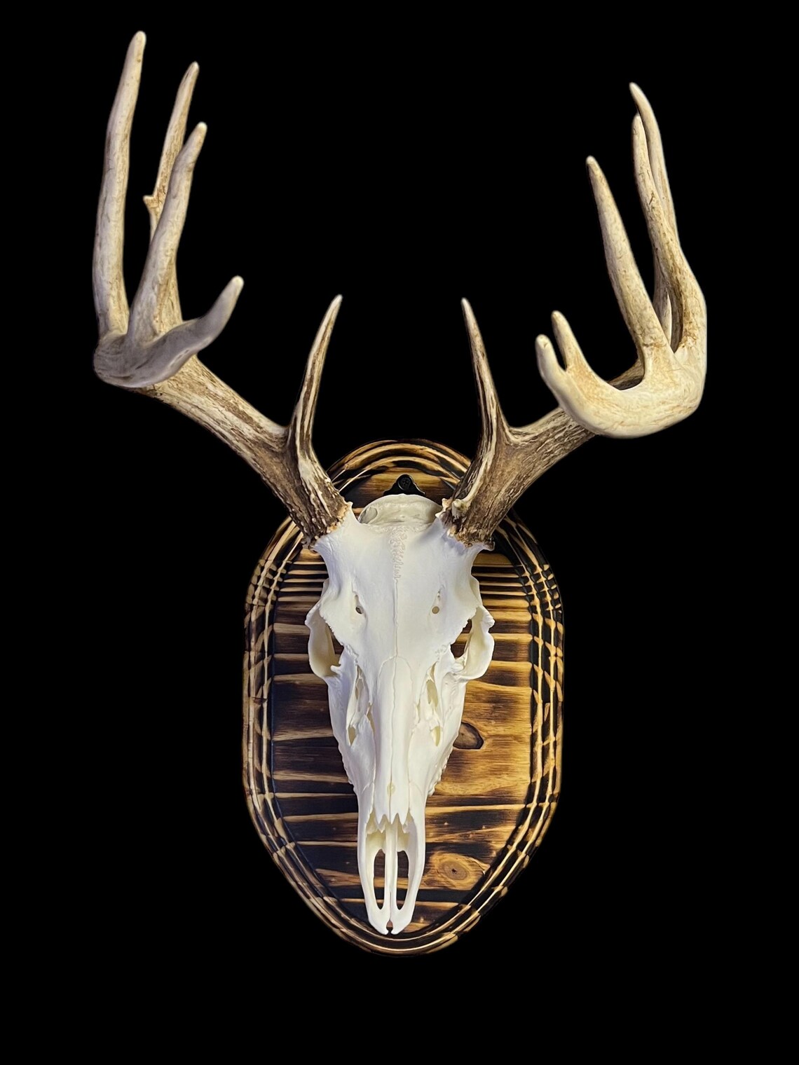 European Mount Wall Display Plaque With Skull Hook | Burnt Pine - Etsy