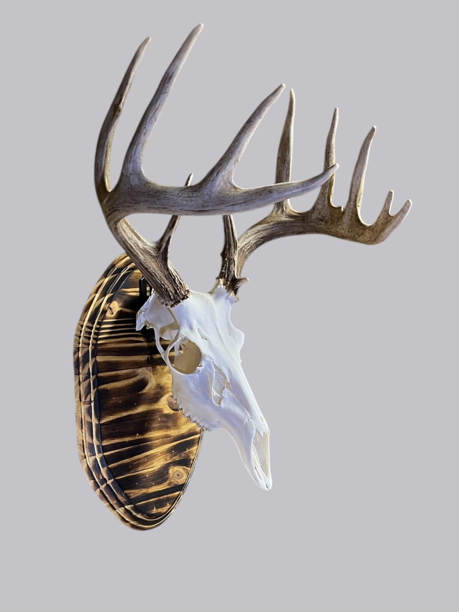 European Mount Wall Display Plaque With Skull Hook | Burnt Pine - Etsy