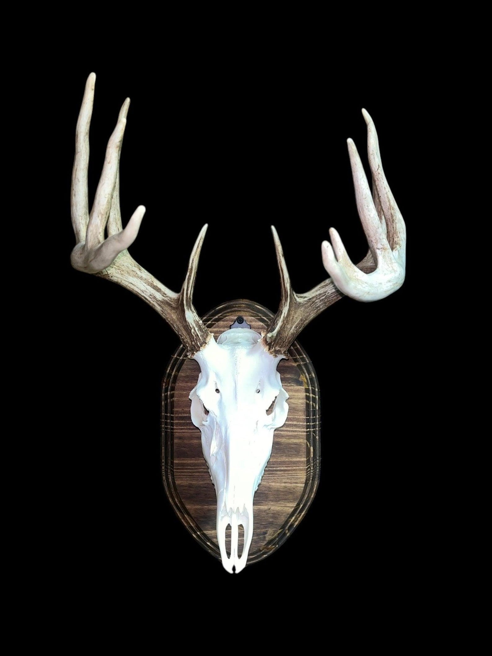 European Mount Wall Display Plaque With Skull Hook - Etsy