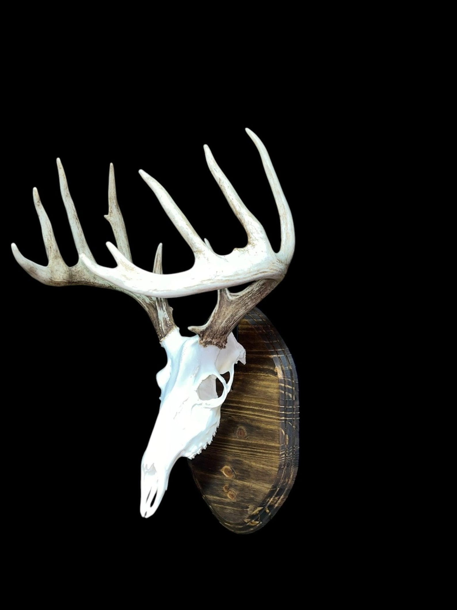 European Mount Wall Display Plaque With Skull Hook - Etsy
